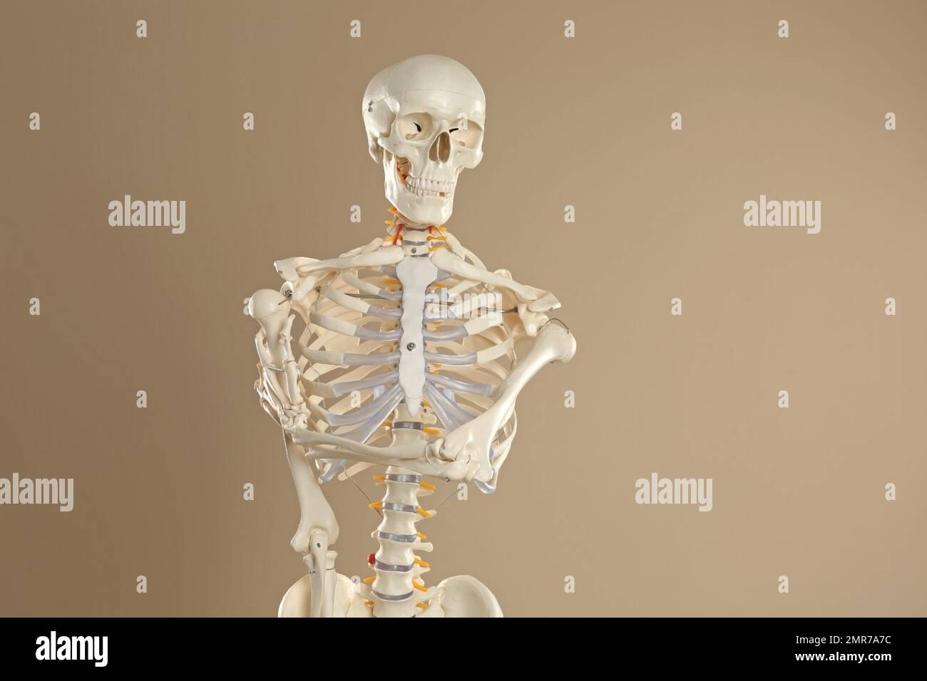 Artificial human skeleton model on beige background Stock Photo - Alamy