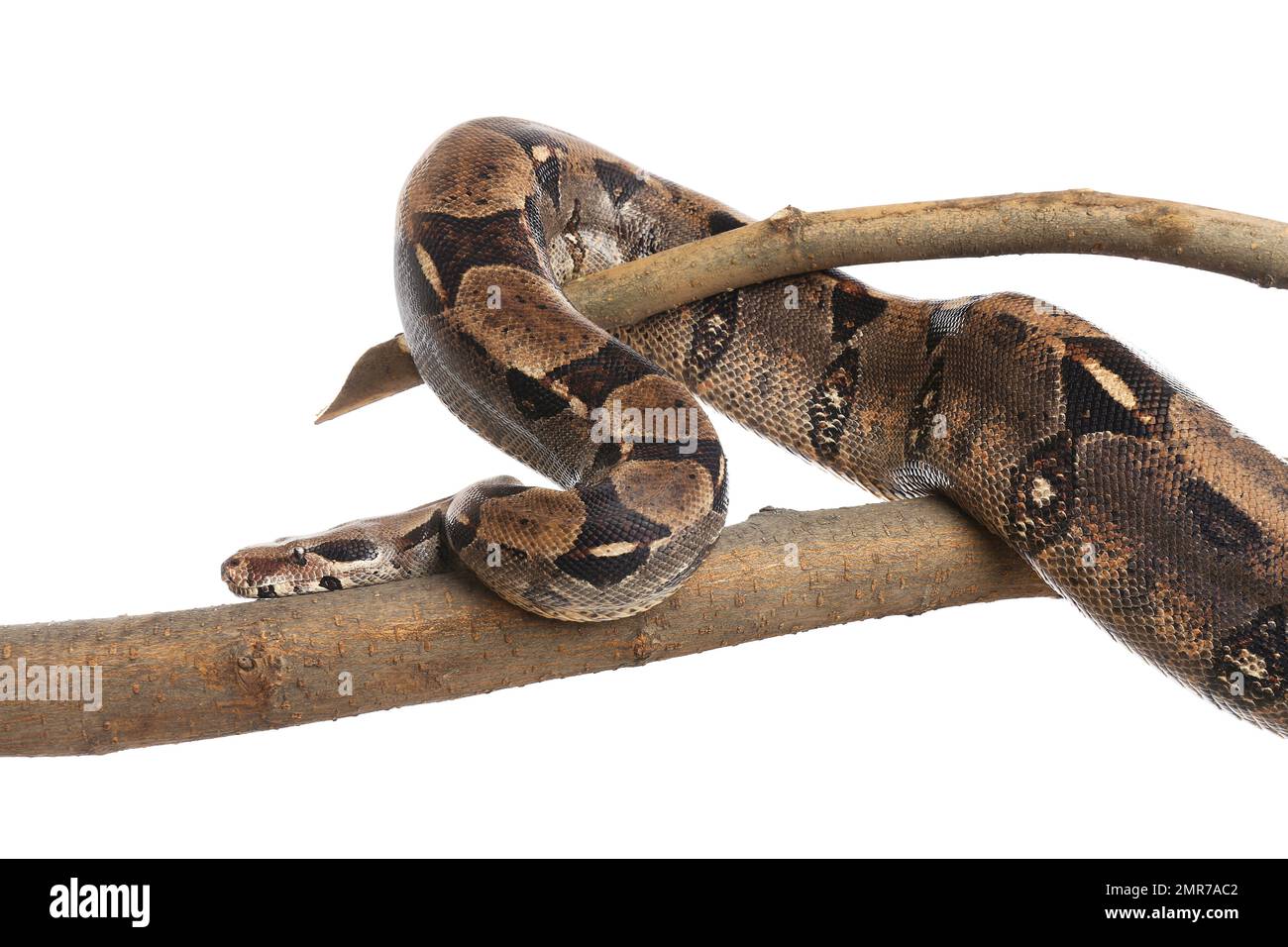 Brown boa constrictor on tree branch against white background Stock ...