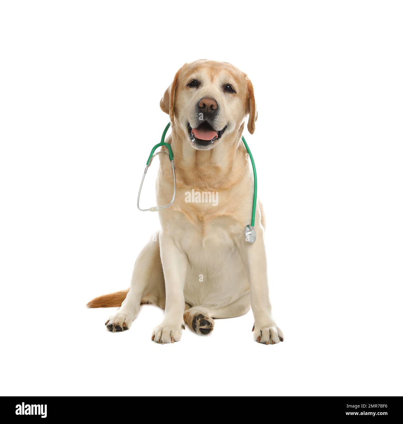 Cute Labrador dog with stethoscope as veterinarian on white background ...