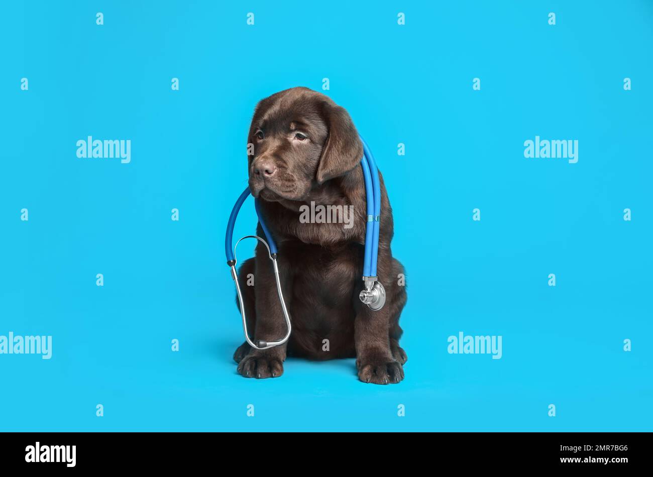 Cute Labrador dog with stethoscope as veterinarian on light blue ...