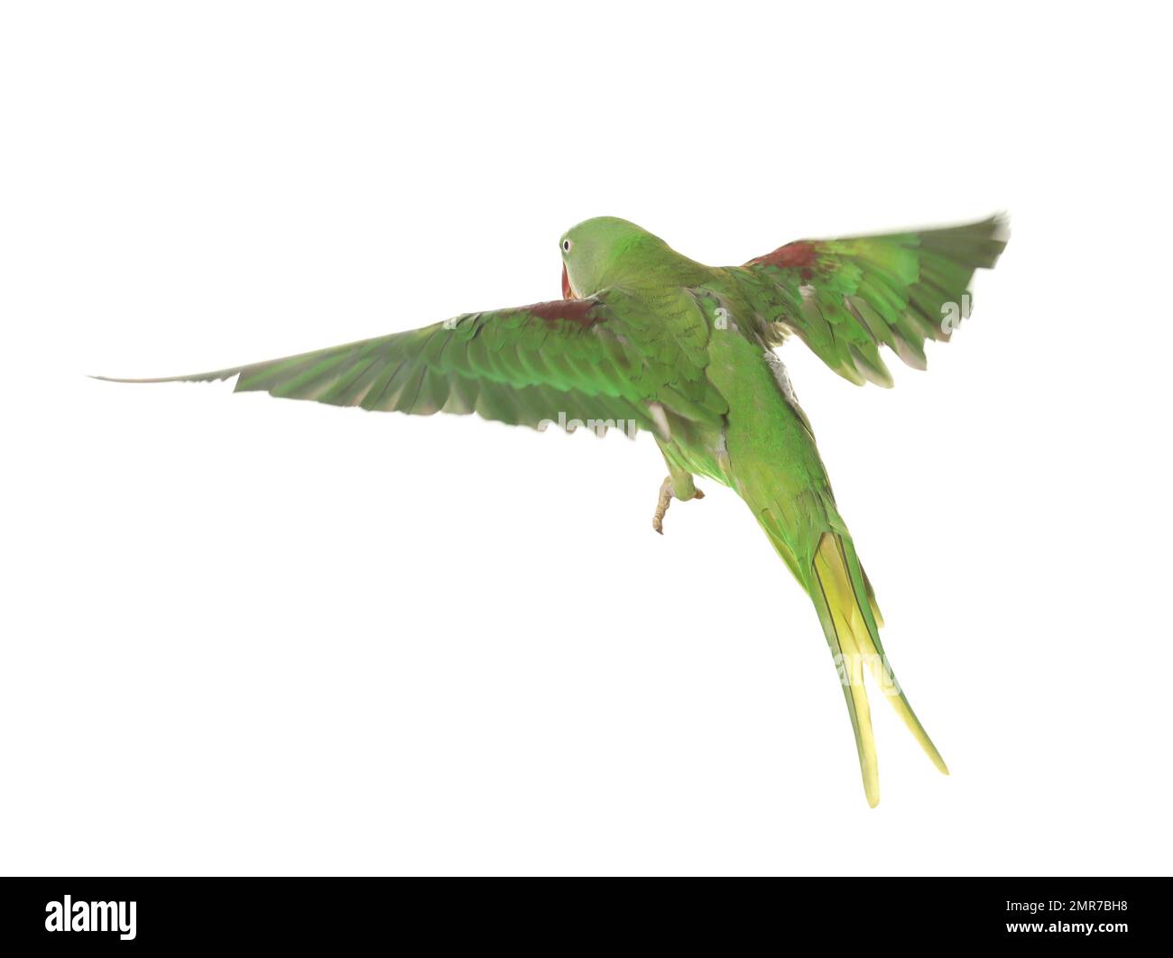 Beautiful Alexandrine parakeet flying isolated on white Stock Photo - Alamy