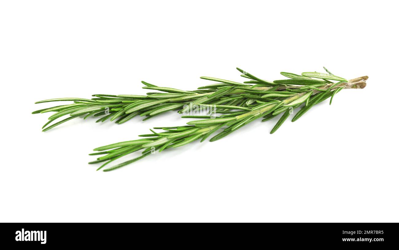 Fresh green rosemary isolated on white. Aromatic herb Stock Photo - Alamy