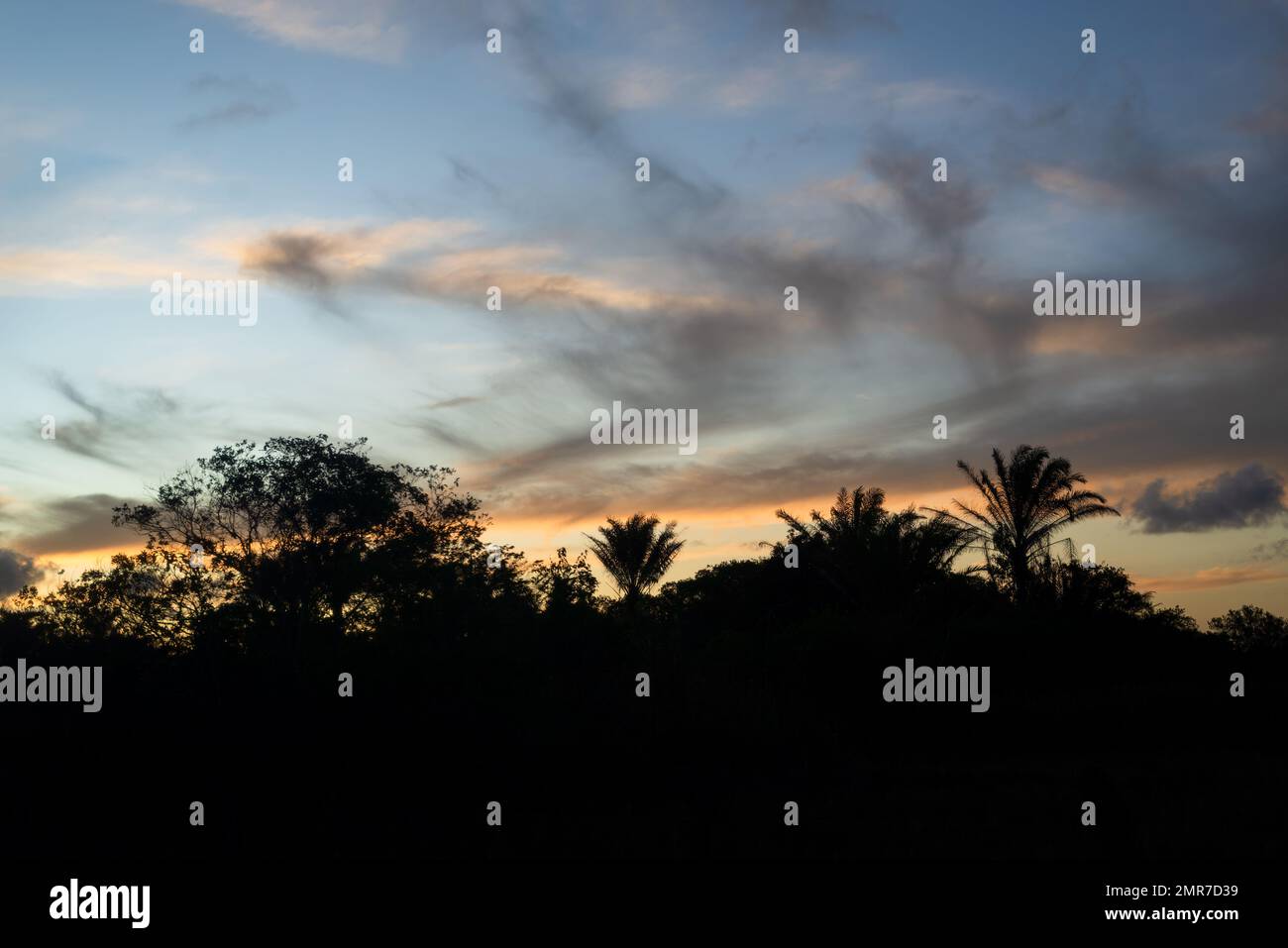 Silhouette of trees at sunset. Dramatic sky of yellow color Stock Photo ...