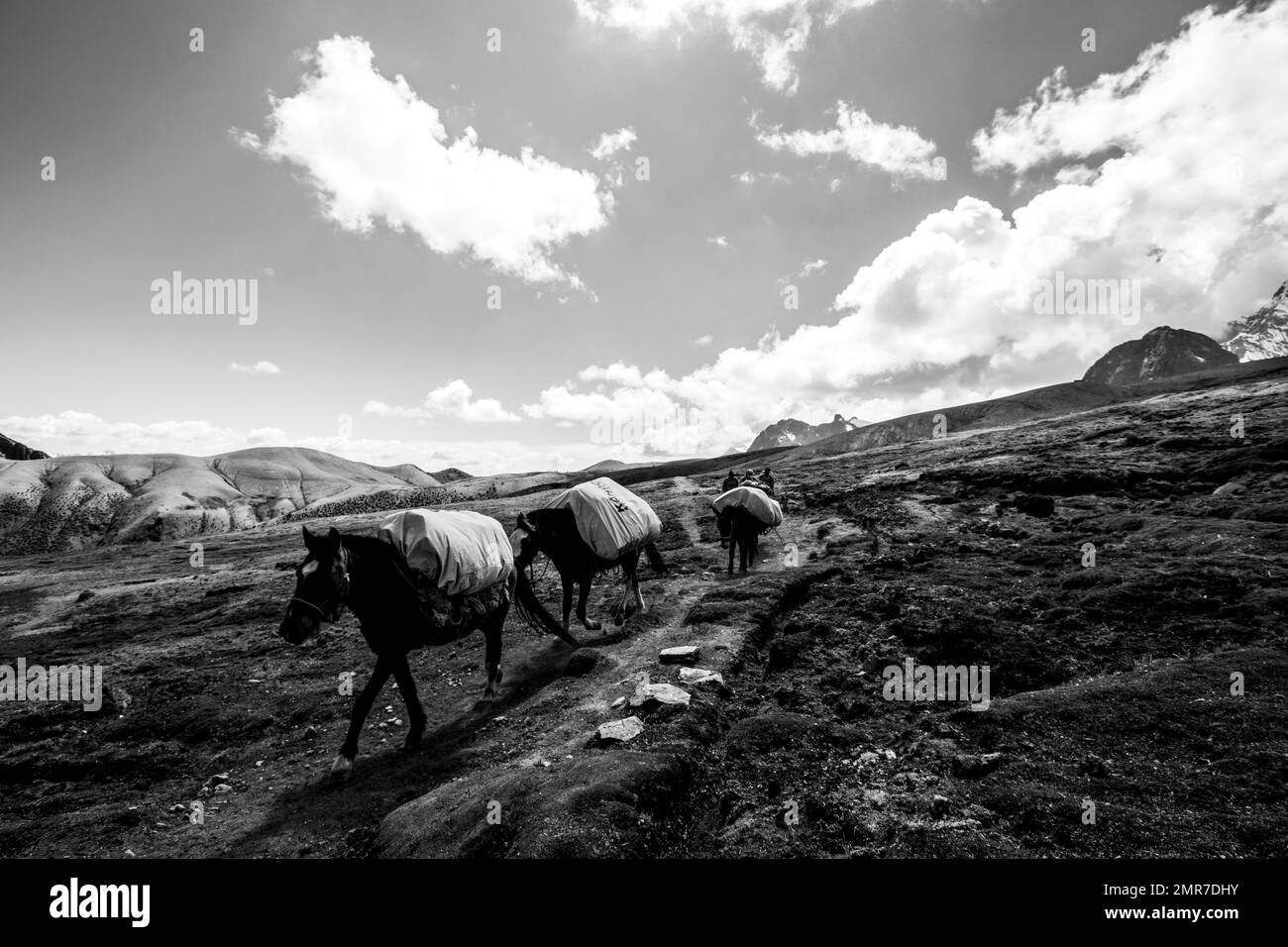Pack horses on an expedition in the Peruvian Andes Stock Photo - Alamy