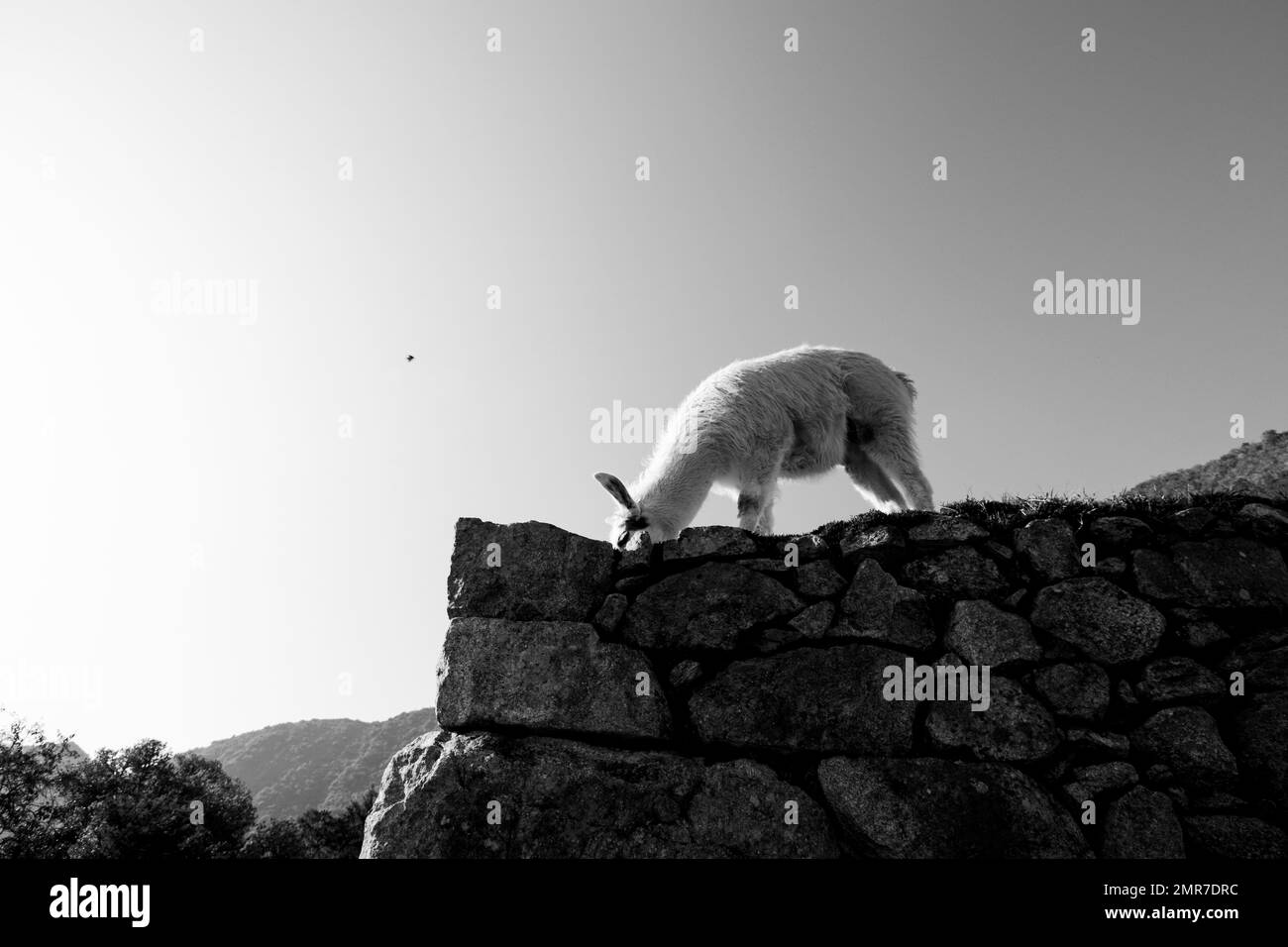 An Alpaca and a bird, Machu Picchu, Peru, South America Stock Photo - Alamy