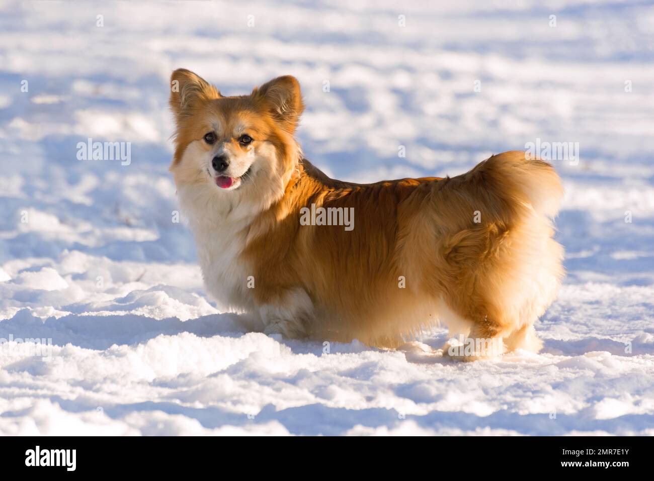 Young Corgi Female Dog In Winter Garden. Cute Fluffy Corgi Dog in ...