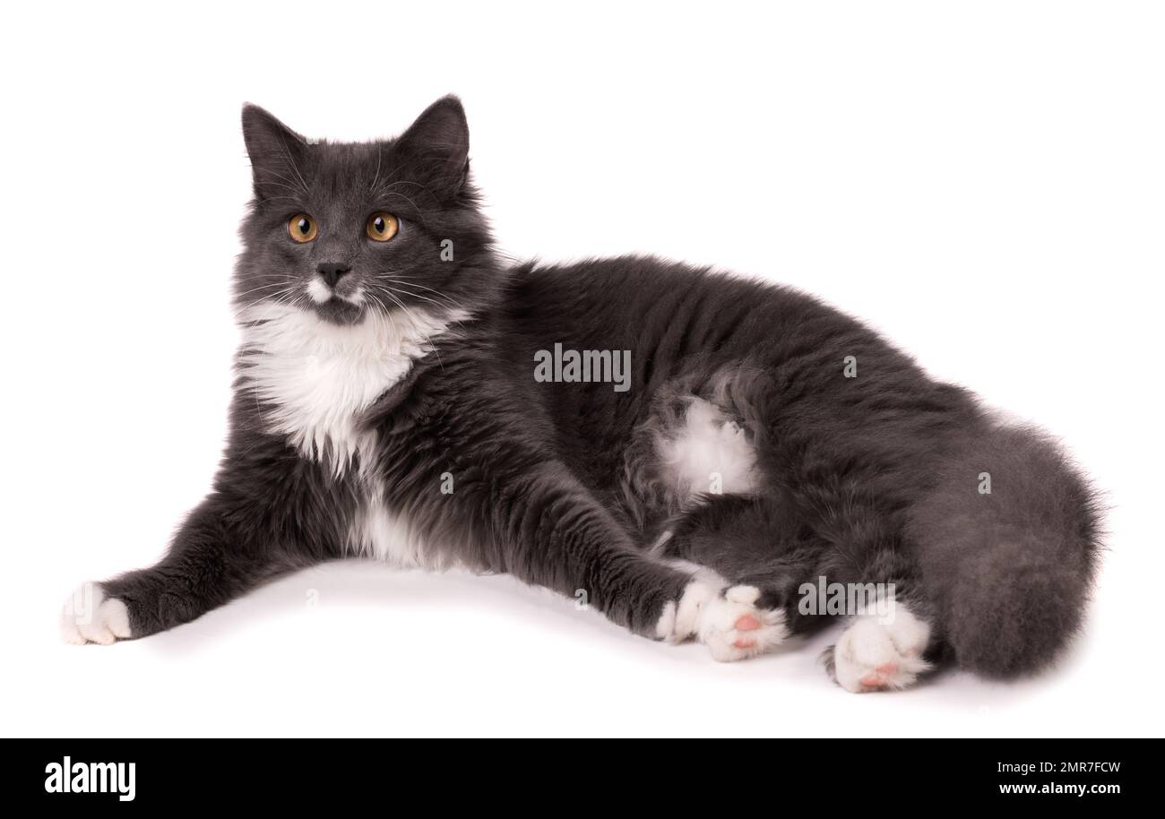 Cute Gray and White Cat Isolated on White Background Stock Photo - Alamy