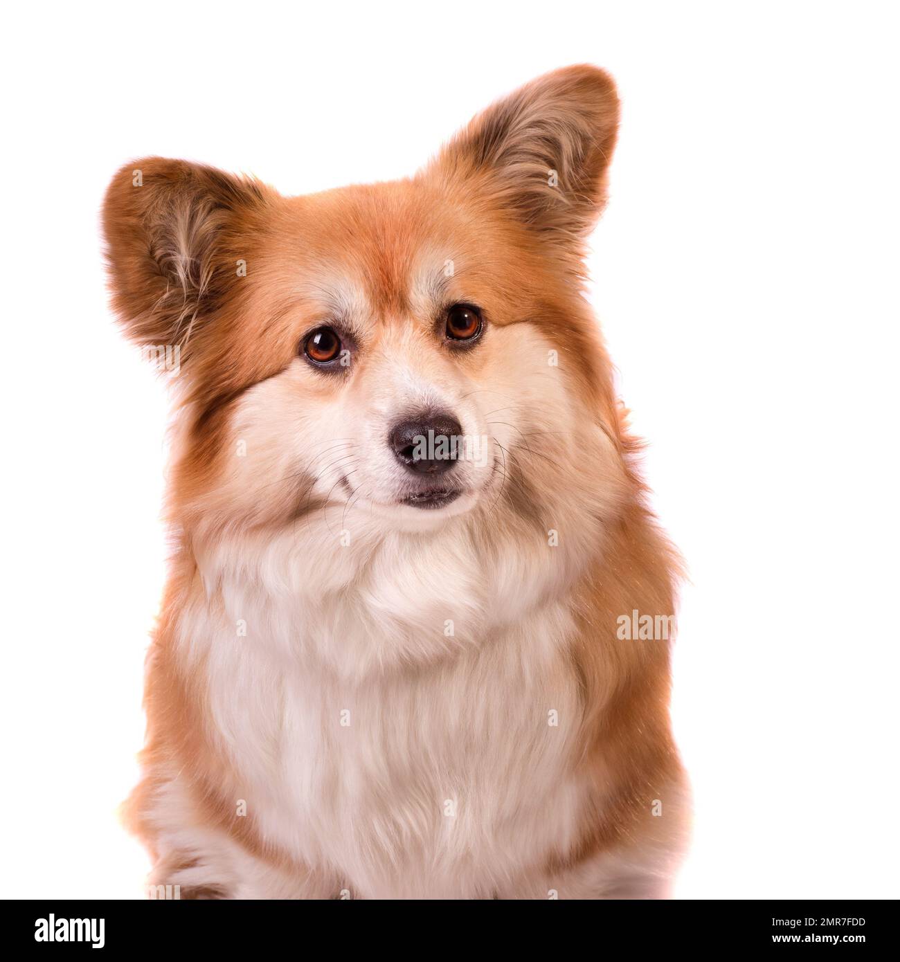 Cute Fluffy Welsh Corgi Pembroke against white background Stock Photo ...