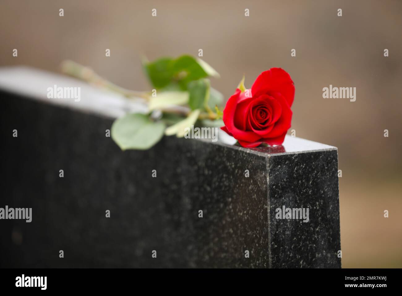 Red rose on black granite tombstone outdoors. Funeral ceremony Stock ...