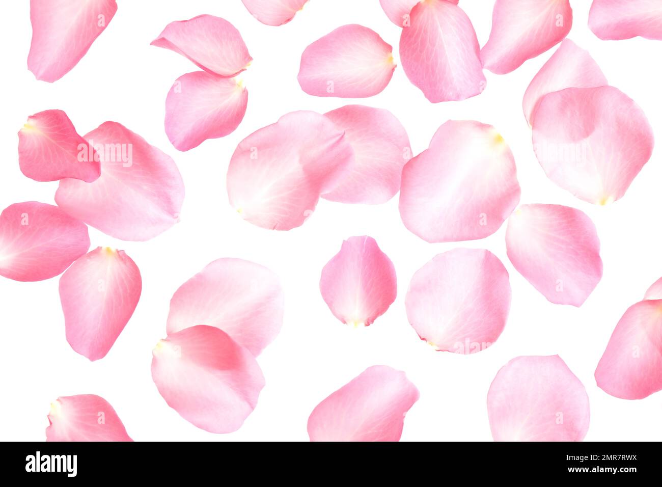 Fresh pink rose petals on white background, top view Stock Photo - Alamy