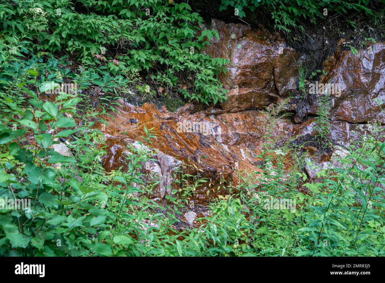 Natural water seeping through rocks surrounded by green lush in the ...