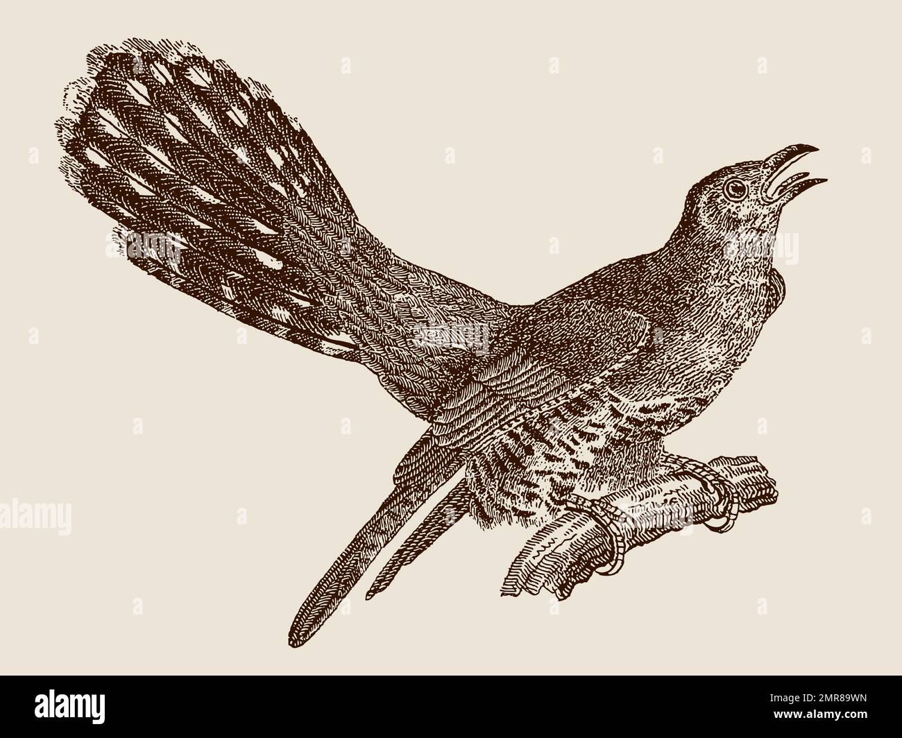 Adult cuckoo Stock Vector Images - Alamy