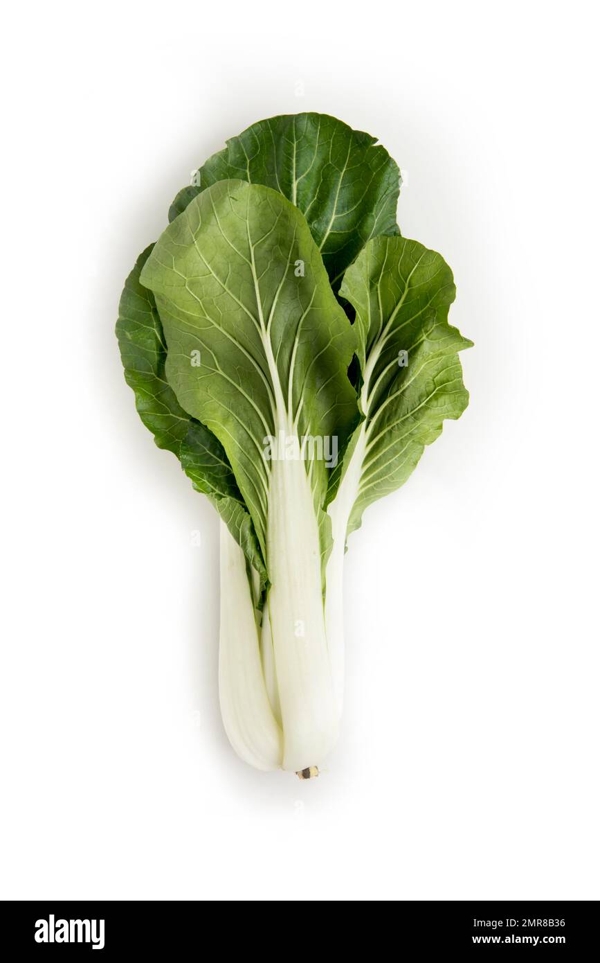 Pak choy Pak Choi (Brassica rapa chinensis) or pak choi, studio shot ...