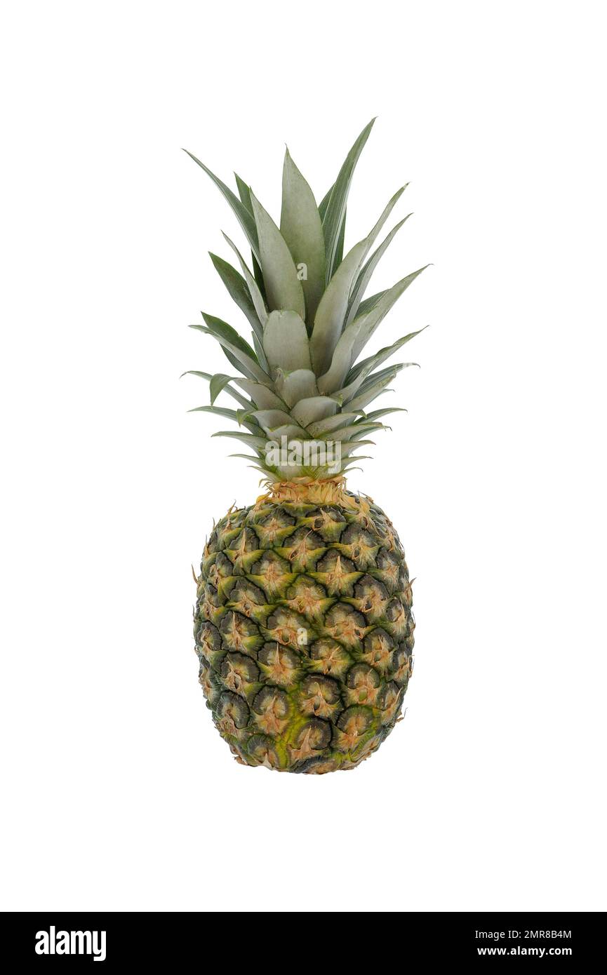 Pineapple (Ananas comosus or Ananas sativus), food photography, white ...