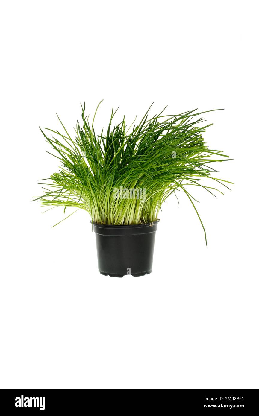 Chives in a flower pot, cutout against a white background Stock Photo ...