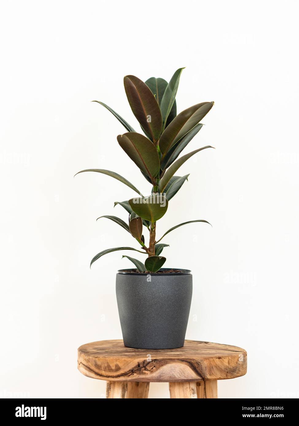 Ficus Elastica houseplant in gray ceramic pot on wood stool in front of ...