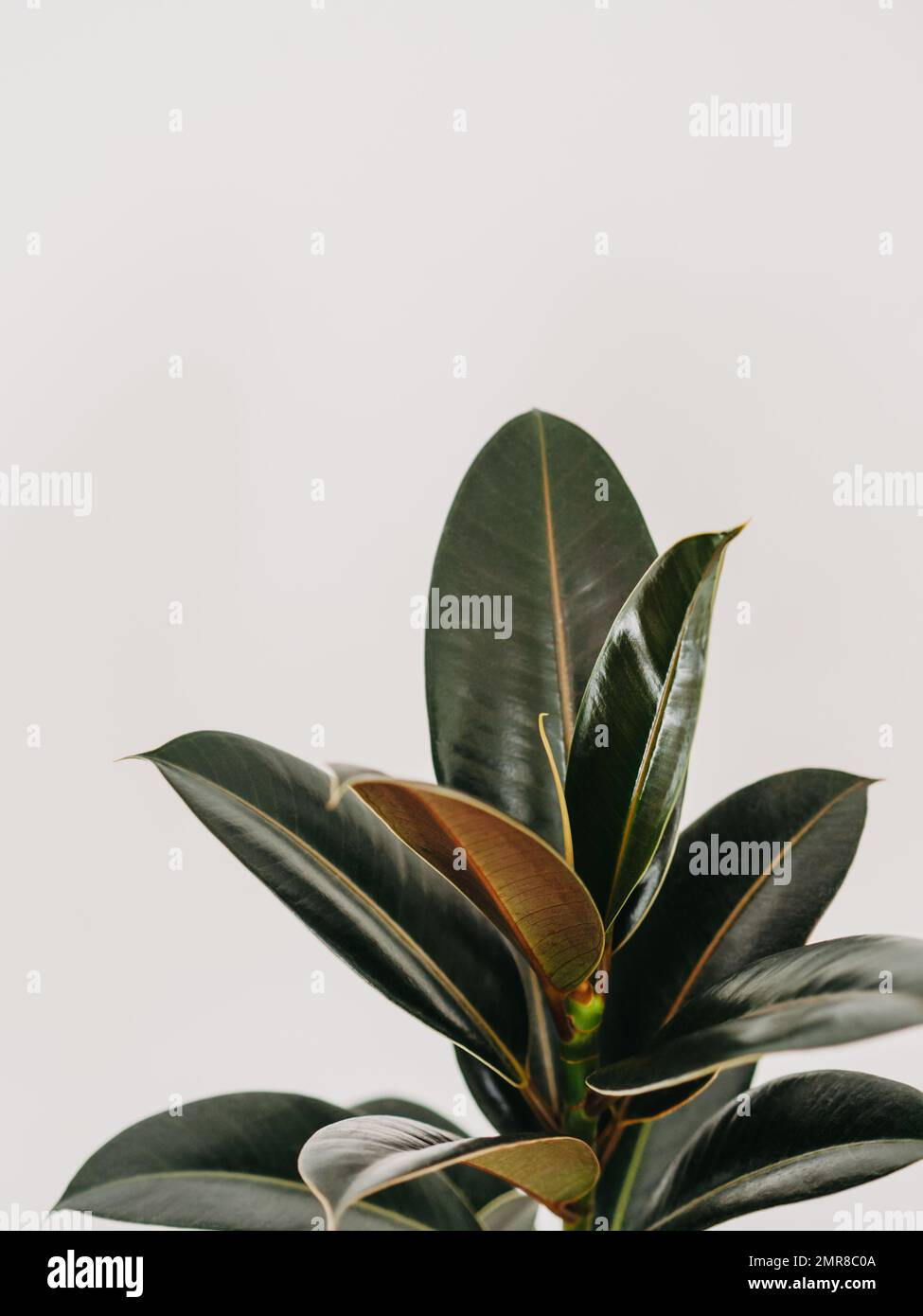 Ficus elastica flower hi-res stock photography and images - Alamy