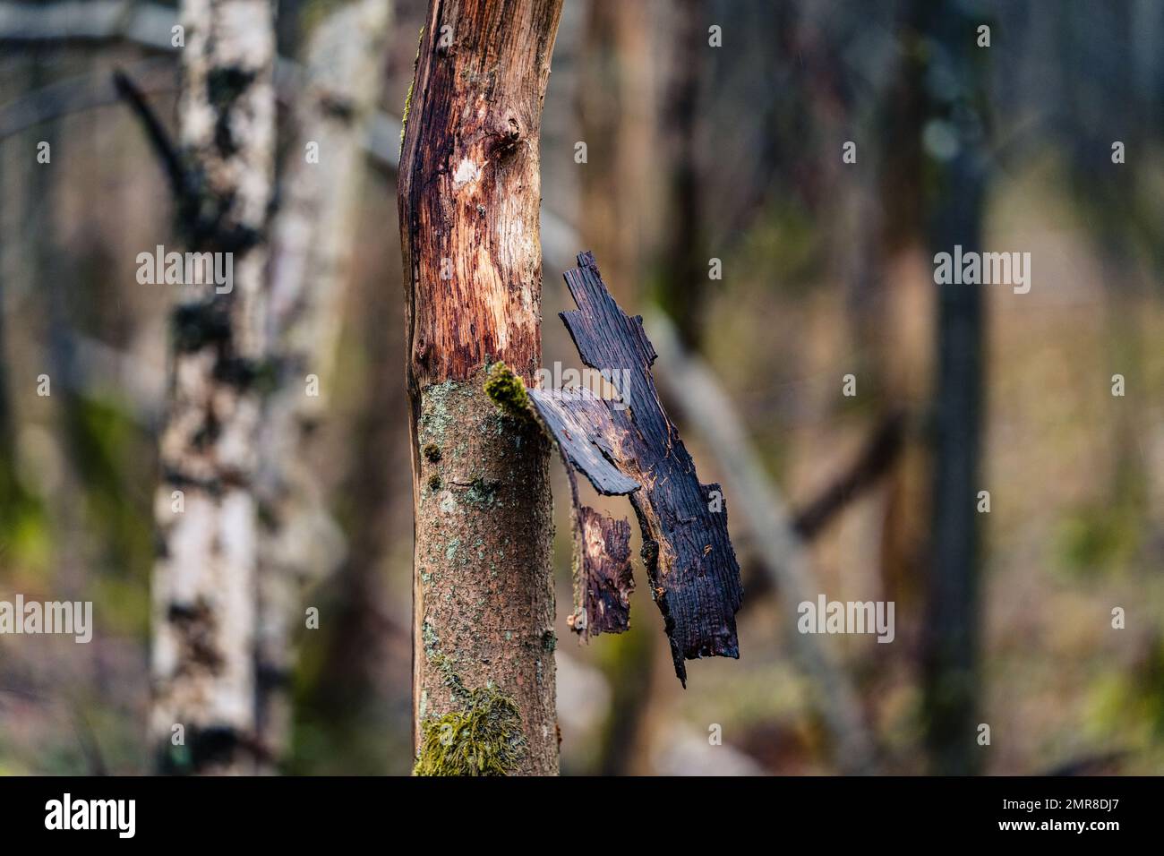 A selective focus of a broken tree stump in a forest near a trail and ...