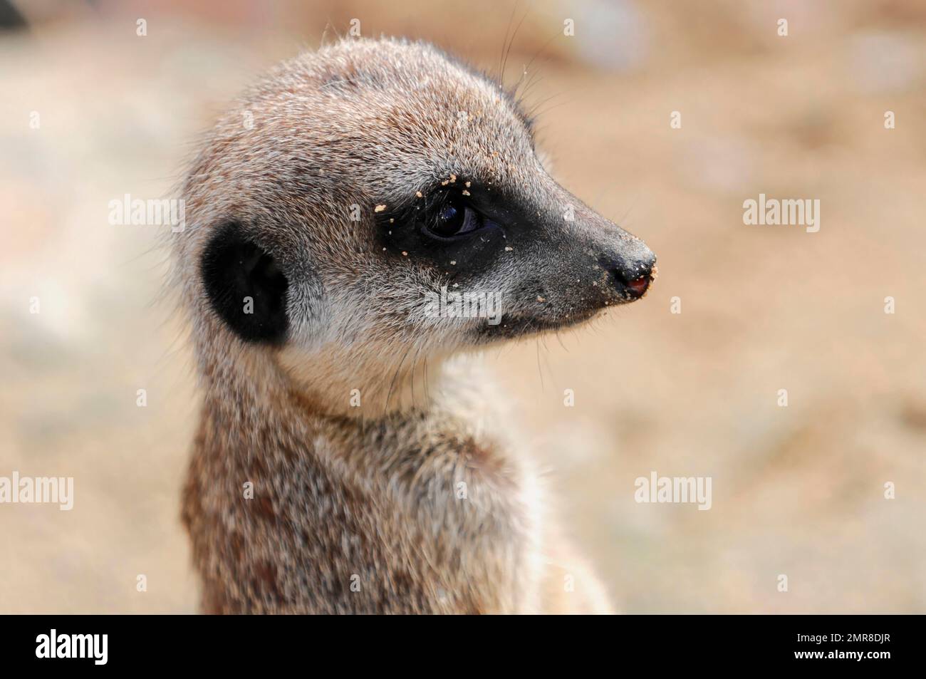 Meerkat (Suricata suricatta), captive, Germany, Europe Stock Photo - Alamy