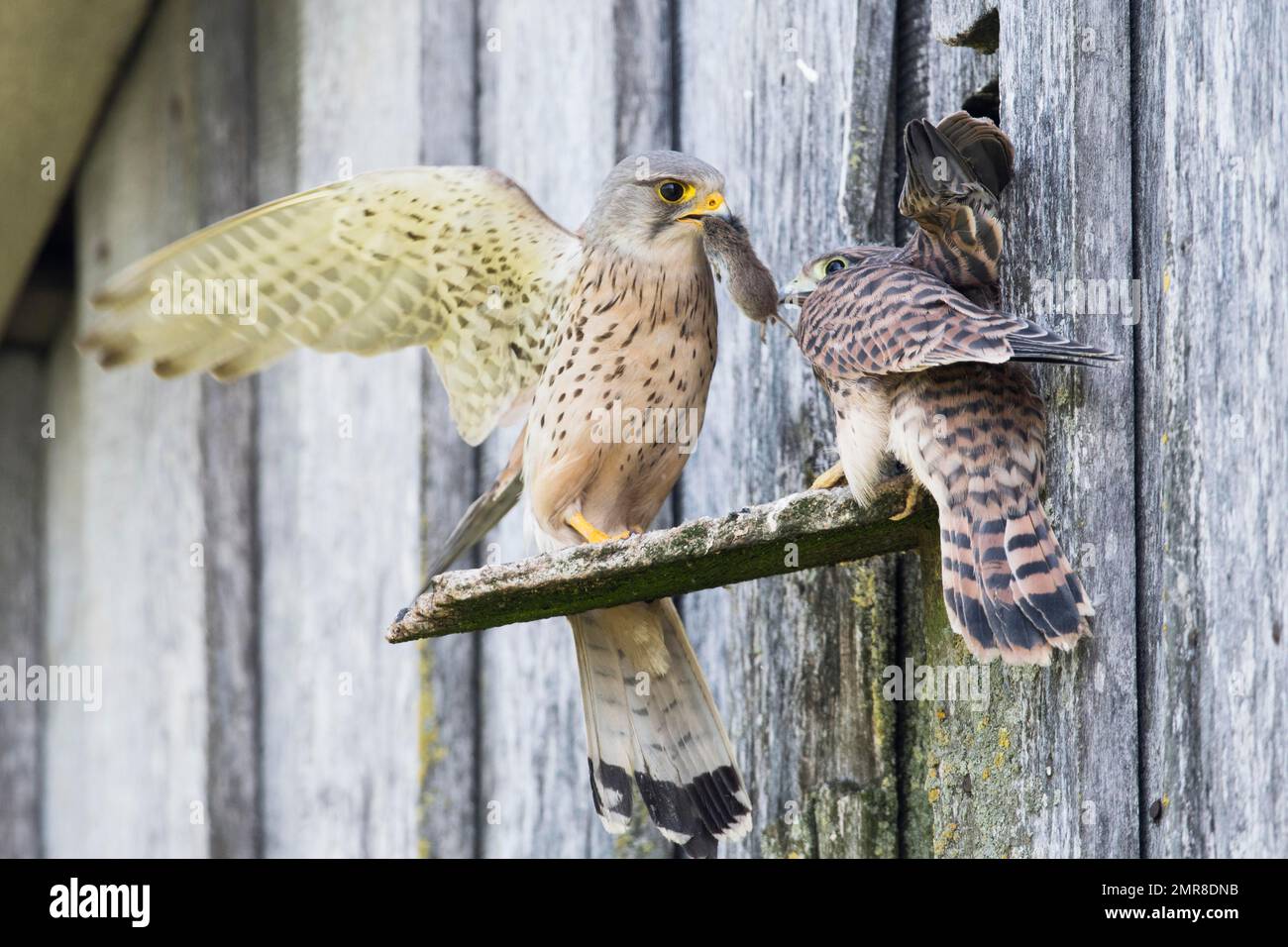 Mouse handover hi-res stock photography and images - Alamy