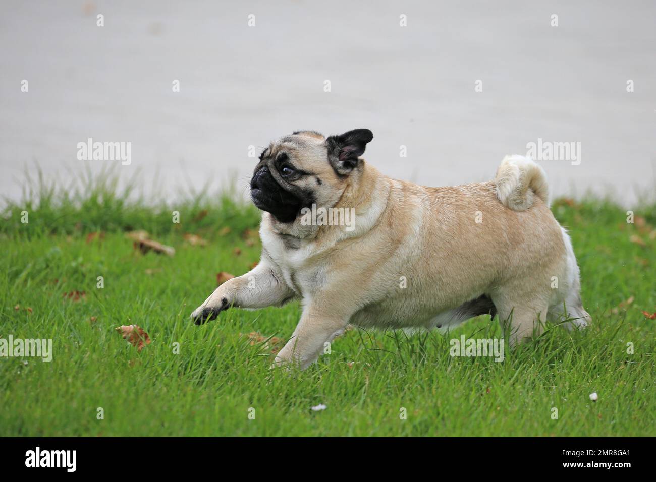 Pug running, rose garden, Westfalenhalle, Dortmund, Germany, Europe ...