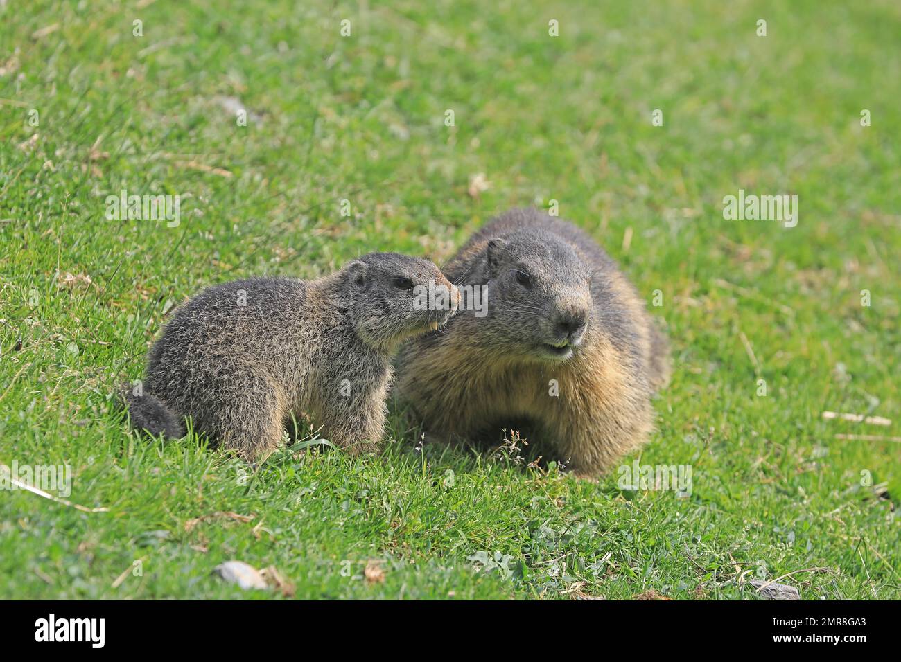 Marmot (Marmota), young animal in front of the burrow, Karls, Tyrol ...