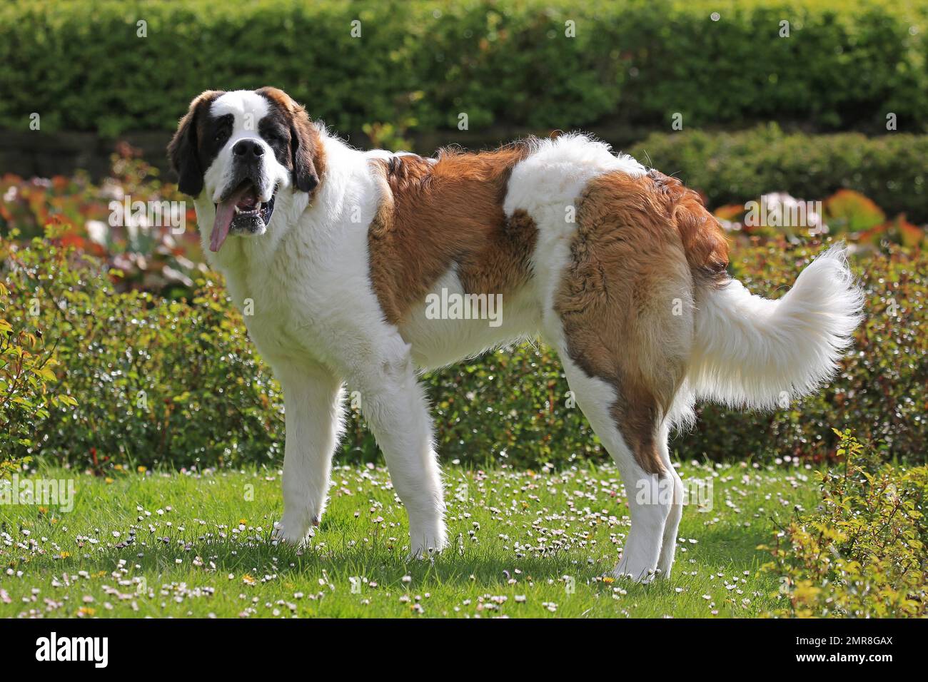 Saint Bernard dog, Swiss dog breed, rose garden, Westfalenhalle ...