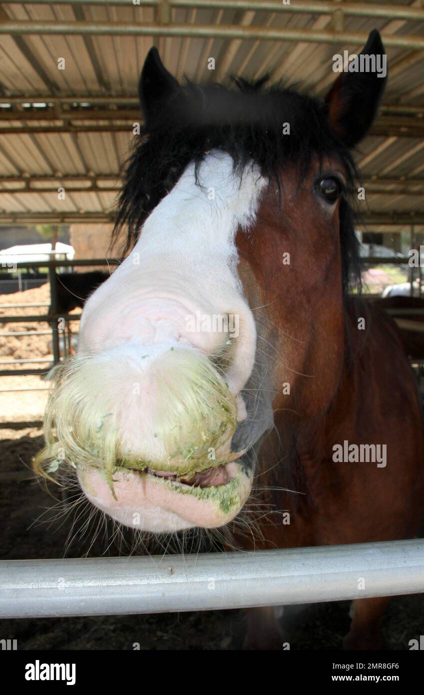EXCLUSIVE!! Ever seen a horse with a blonde mustache? Ginger the ...