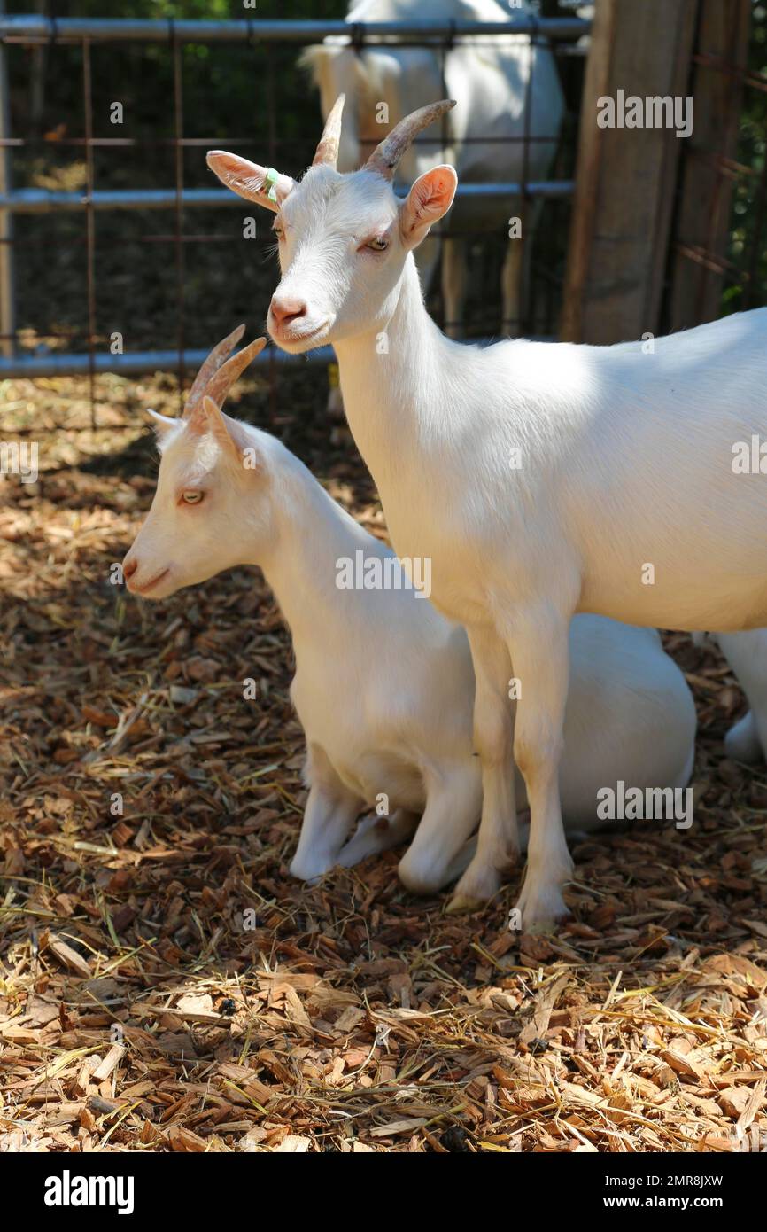 White goats (Capra) in enclosure, young animals, Ensmad goat farm ...