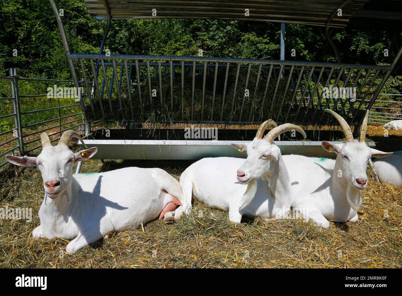 White goats (Capra) in enclosure, feeding station, trough, Ensmad goat ...