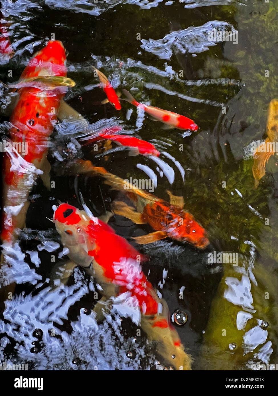 A closeup shot of a school of Kohaku fish swimming in the pool in the ...