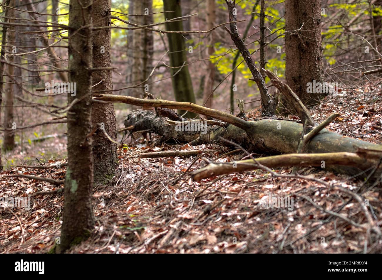 A fallen over tree in the middle of a forest trail Stock Photo - Alamy