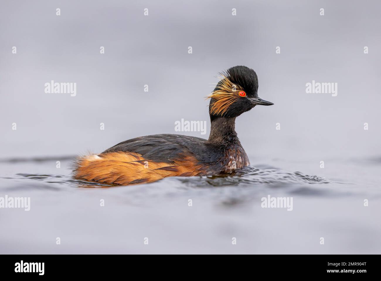 Black-necked Grebe (Podiceps nigricollis), in mating plumage, from ...