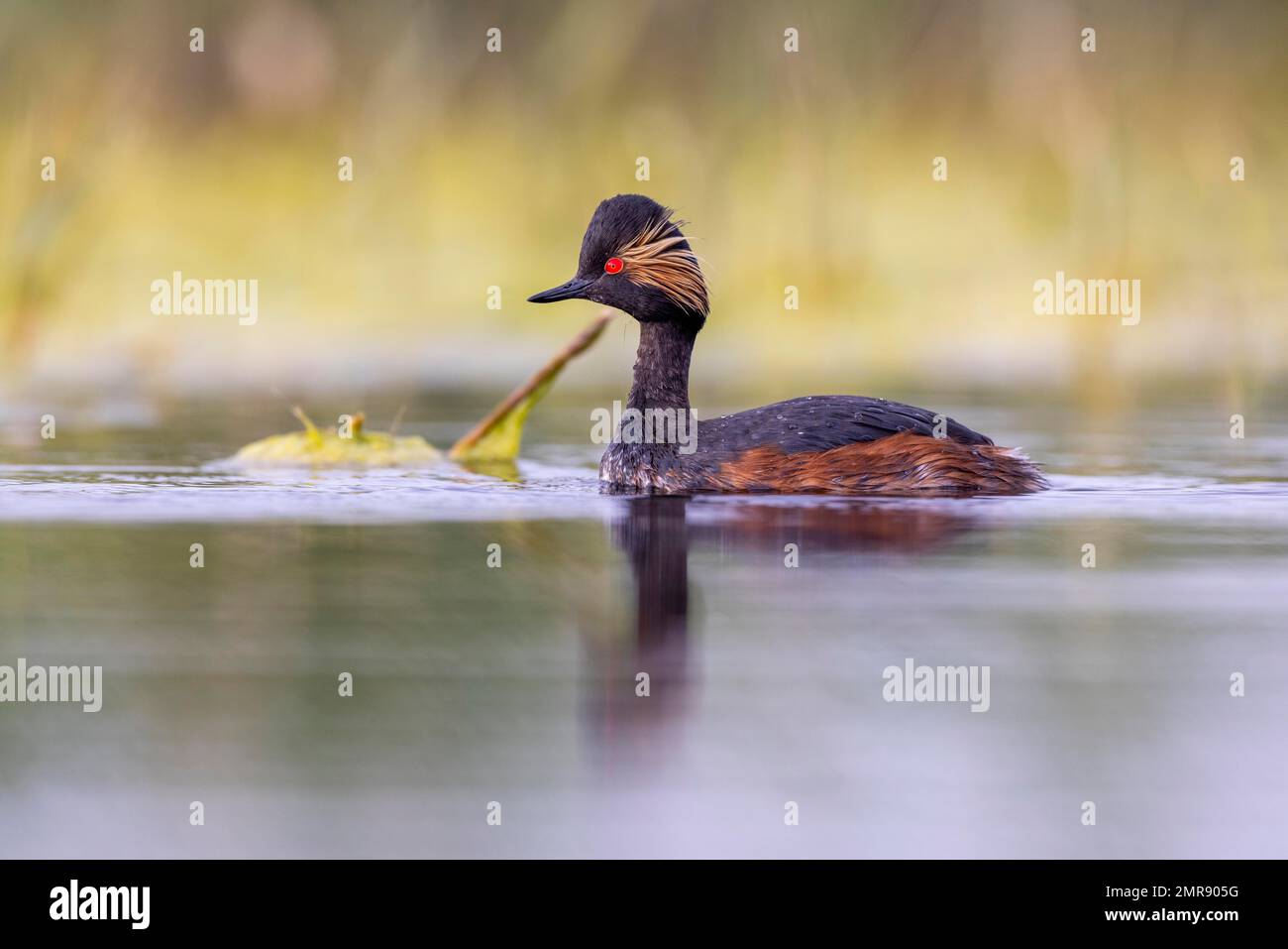 Black-necked Grebe (Podiceps nigricollis), in mating plumage, from ...