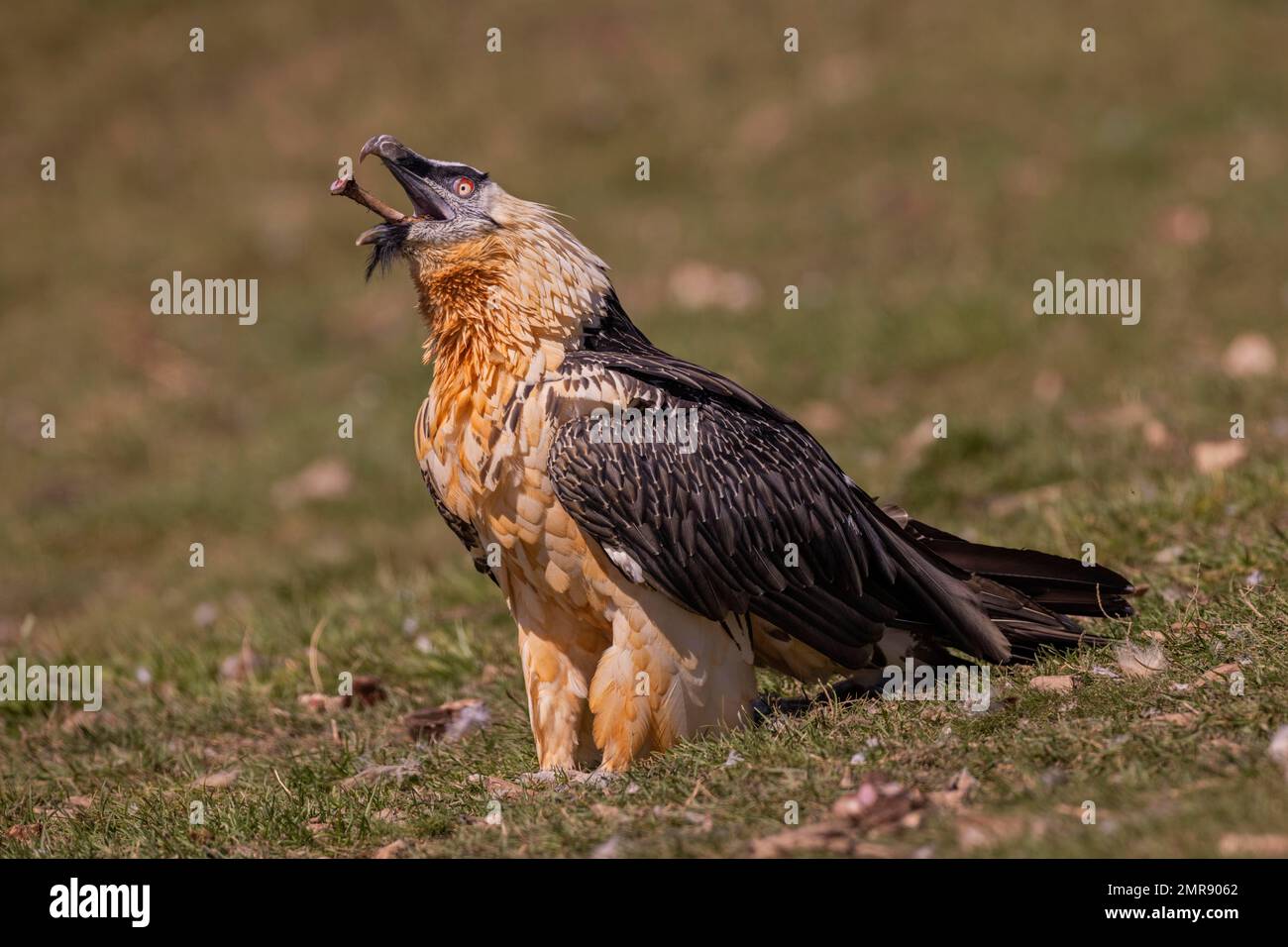 Bearded vulture (Gypeatus barbatus) adult, swallowing bones, on the ...