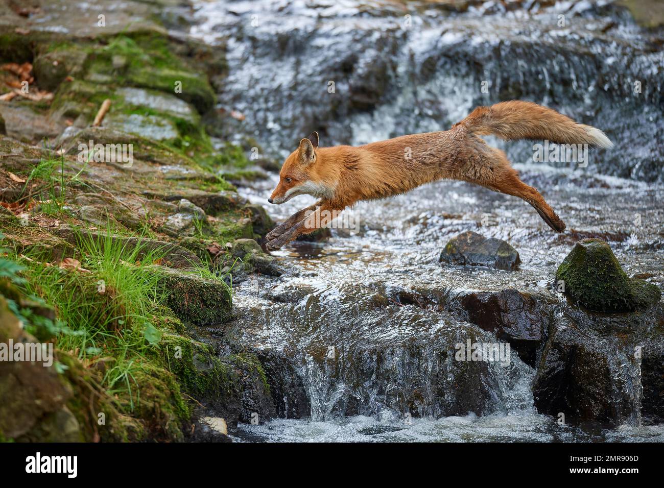 Red fox (Vulpes vulpes), jumping over stream in forest Stock Photo - Alamy