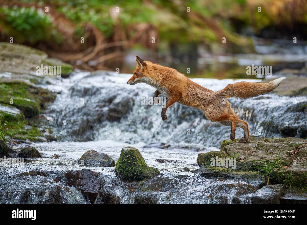 Red fox (Vulpes vulpes), jumping over stream in forest Stock Photo - Alamy