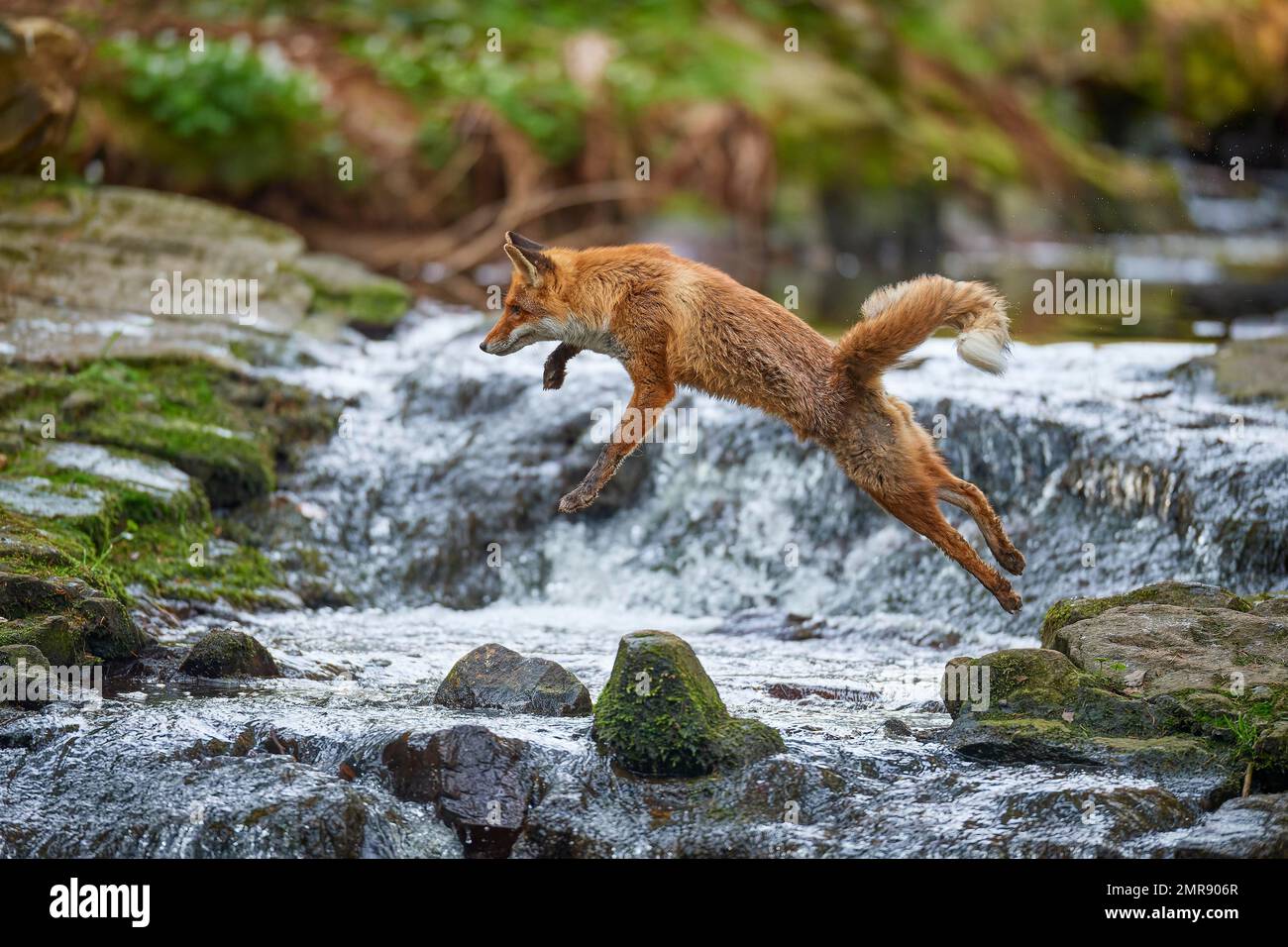 Red fox (Vulpes vulpes), jumping over stream in forest Stock Photo - Alamy