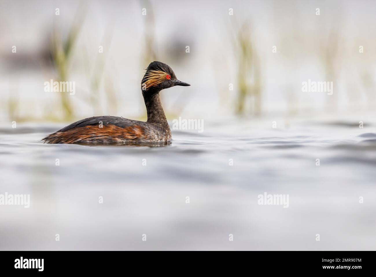 Black-necked Grebe (Podiceps nigricollis), in mating plumage, from ...