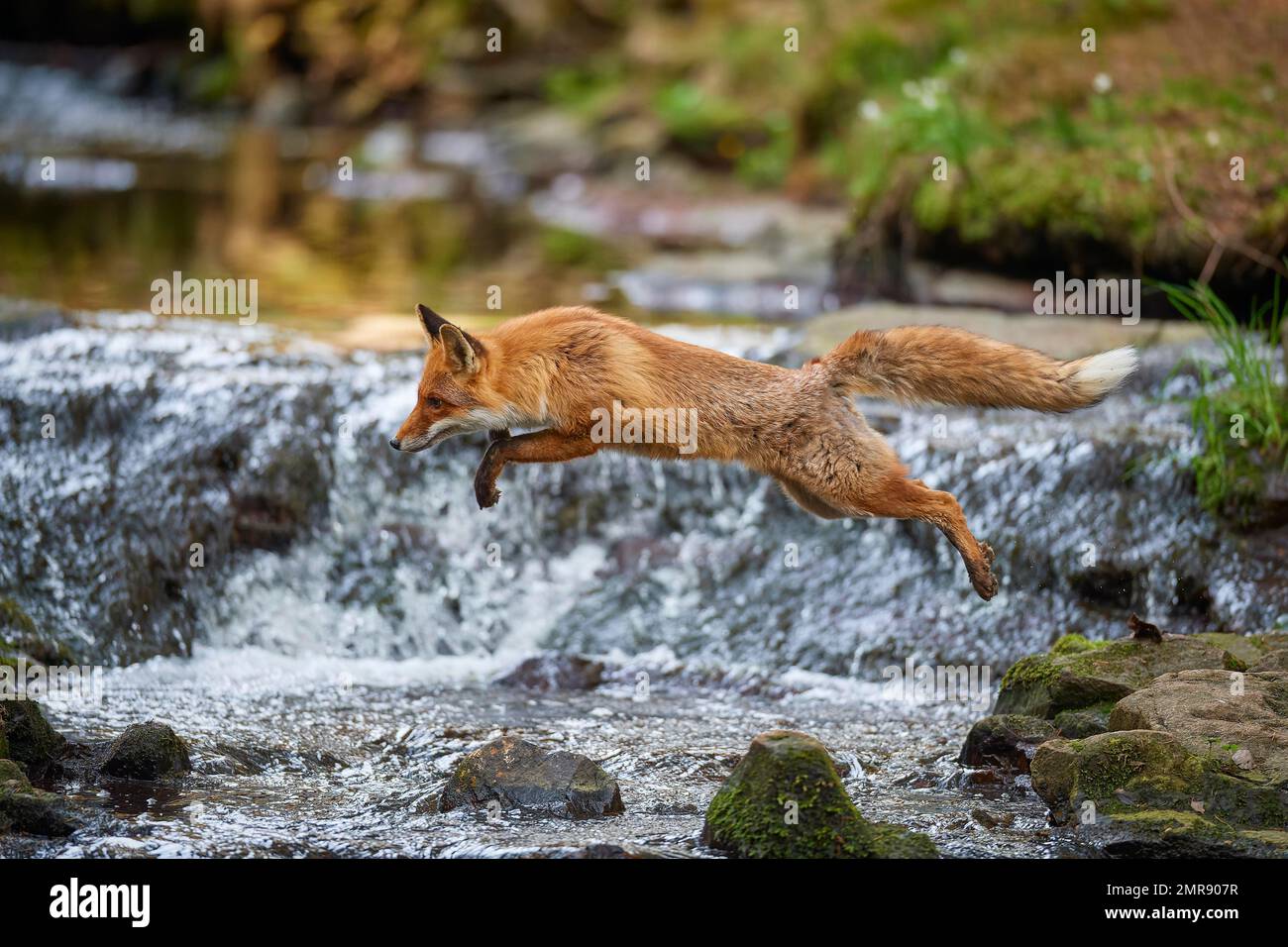 Fox vulpes vulpes jumping over waters hi-res stock photography and ...