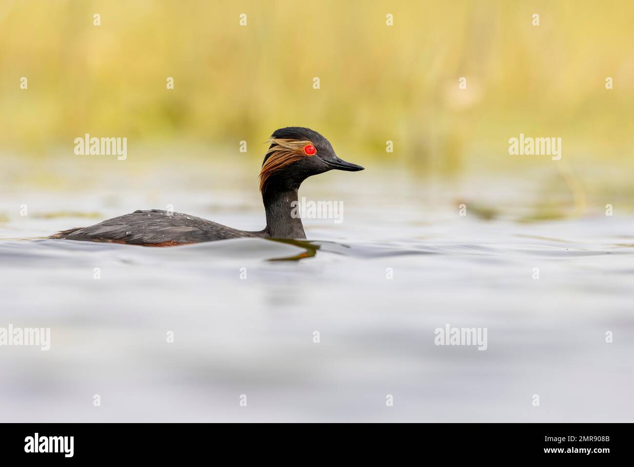 Black-necked Grebe (Podiceps nigricollis), in mating plumage, from ...