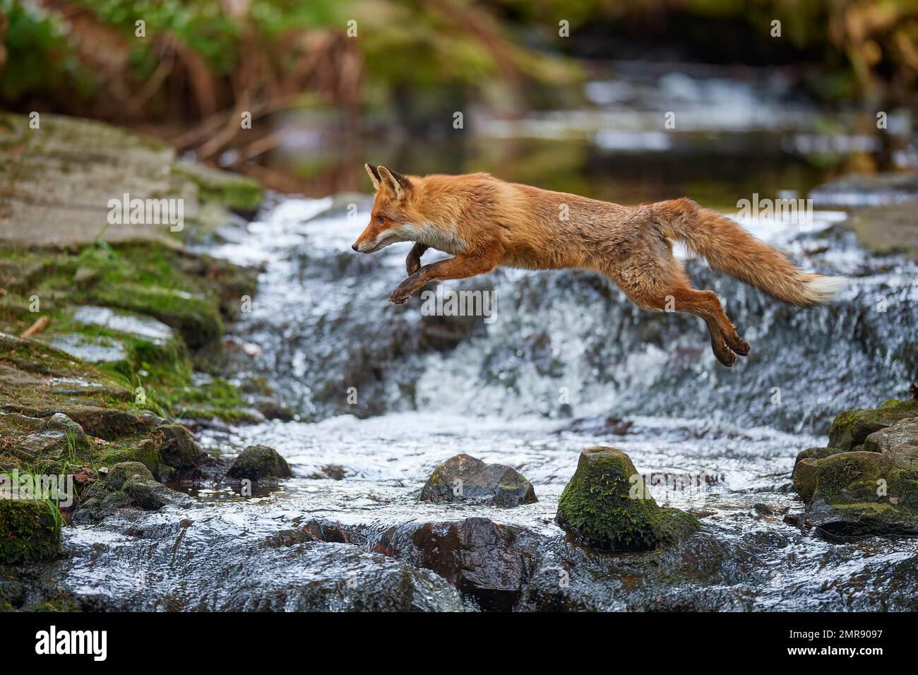Red fox (Vulpes vulpes), jumping over stream in forest Stock Photo - Alamy