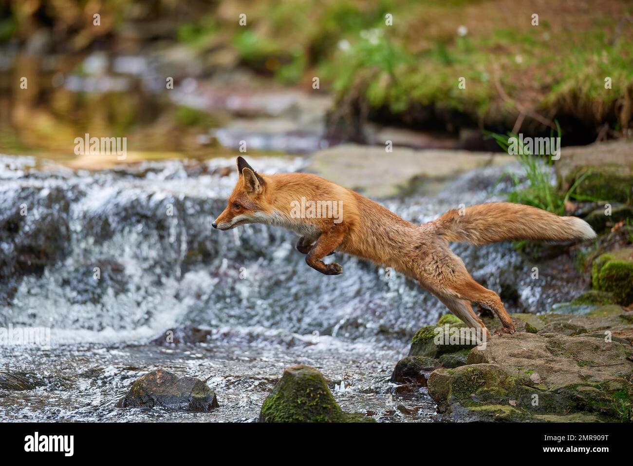 Red fox (Vulpes vulpes), jumping over stream in forest Stock Photo - Alamy