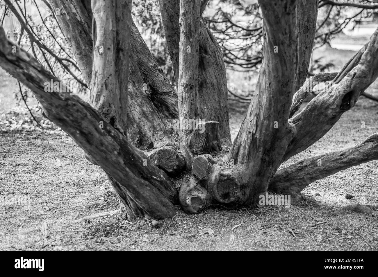 Old trail Black and White Stock Photos & Images - Alamy