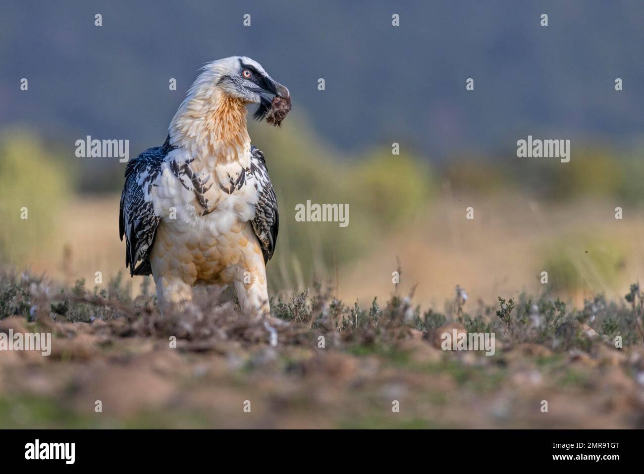 Bearded vulture (Gypeatus barbatus) adult, very pale bird, with goats ...