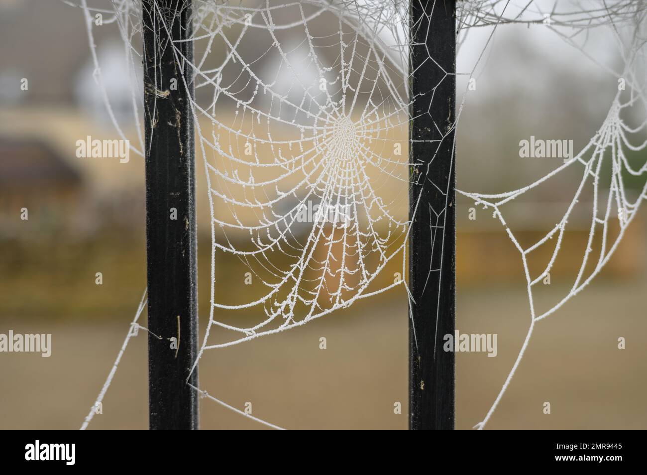 Selective focus big spider hi-res stock photography and images - Alamy