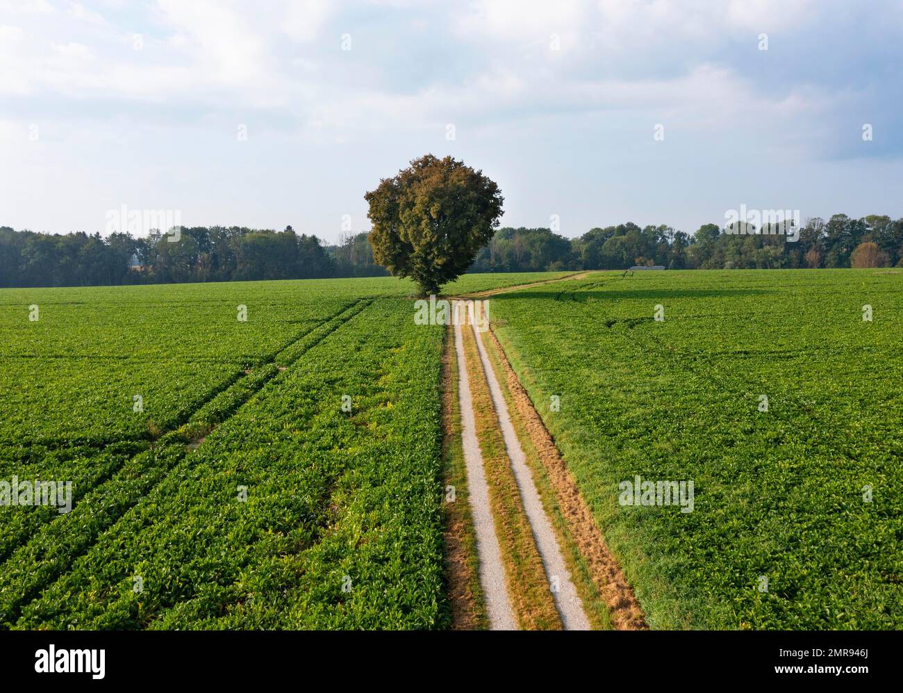 Agricultural landscape with gravel path and deciduous tree from above ...