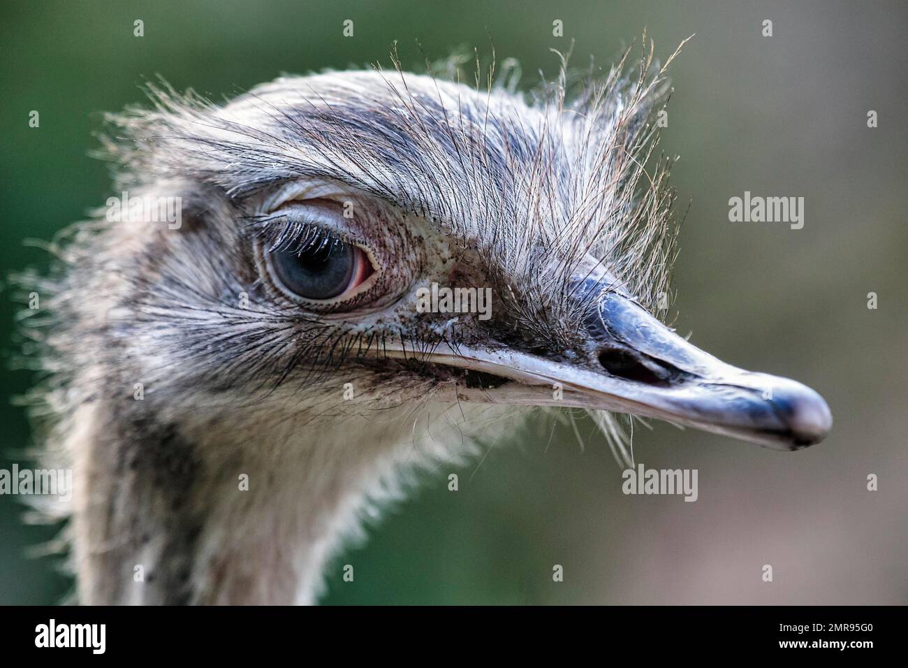 Greater rhea (Rhea americana), close-up, head, eye, captive ...