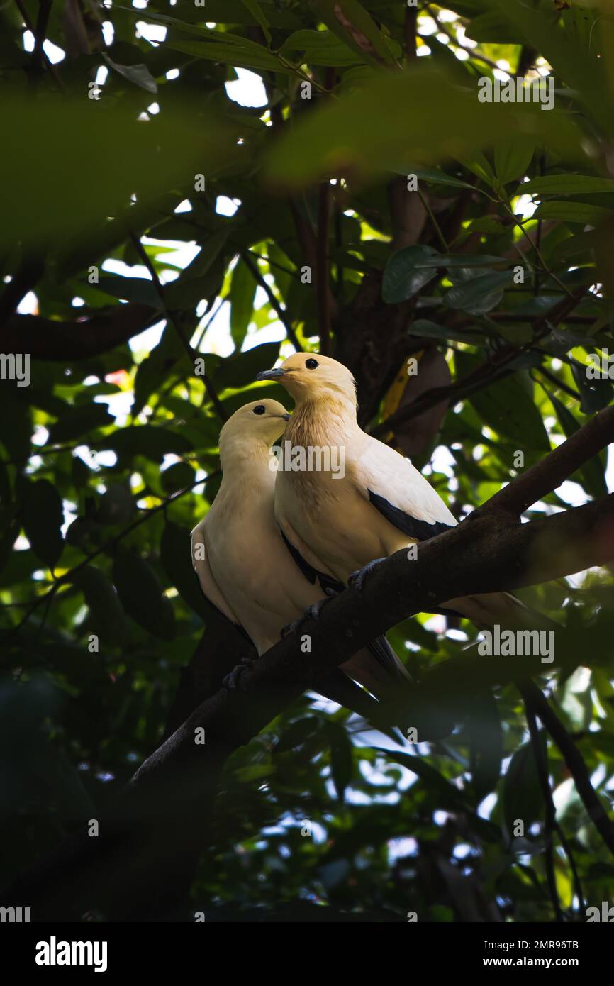 A vertical closeup shot of a pair of bicolor fruit doves on a branch of ...