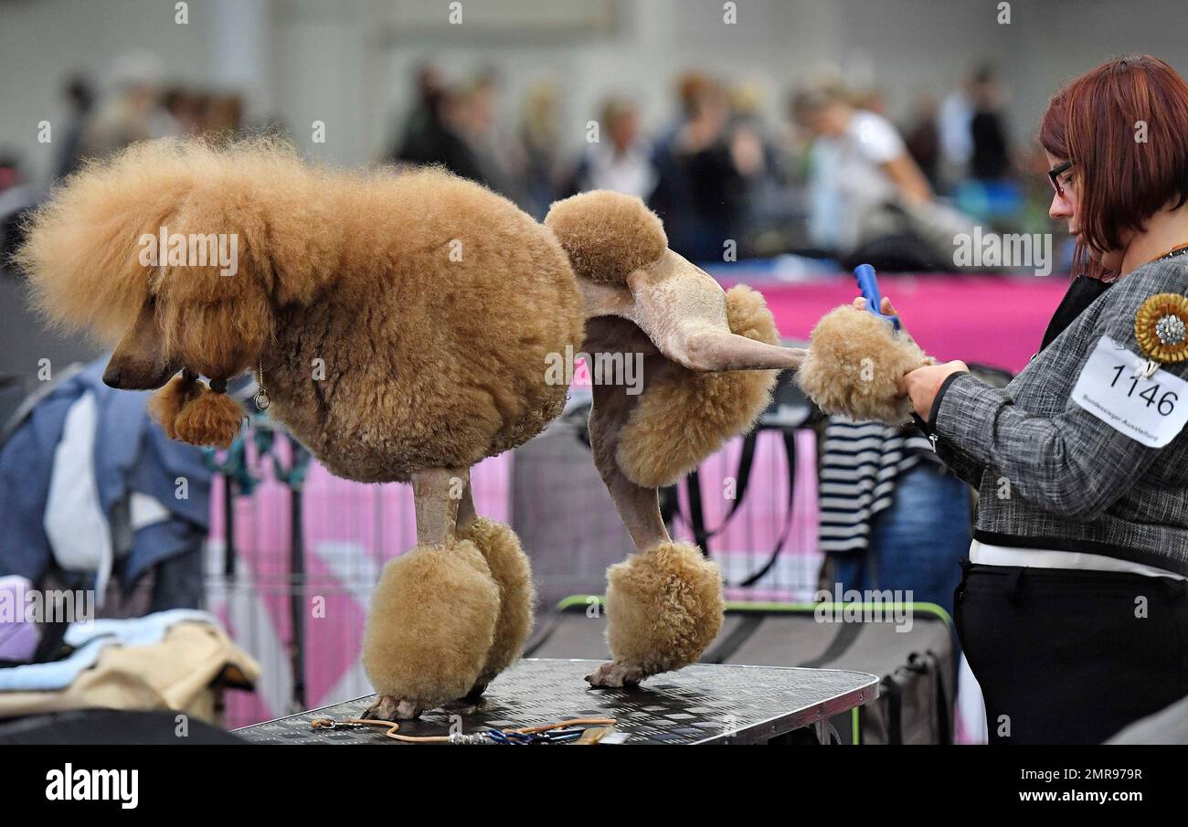 A poodle is prepared for his competition at the Dog Show in Dortmund ...